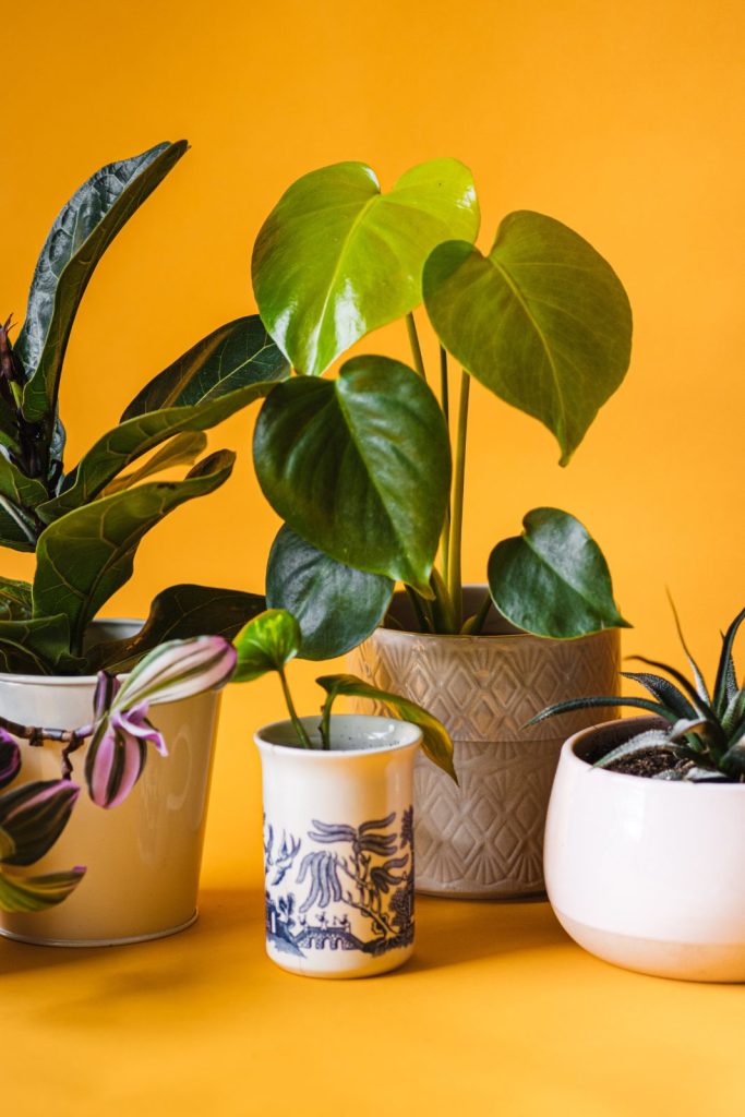 7 Indoor Plants That Improve Air Quality and Well-being